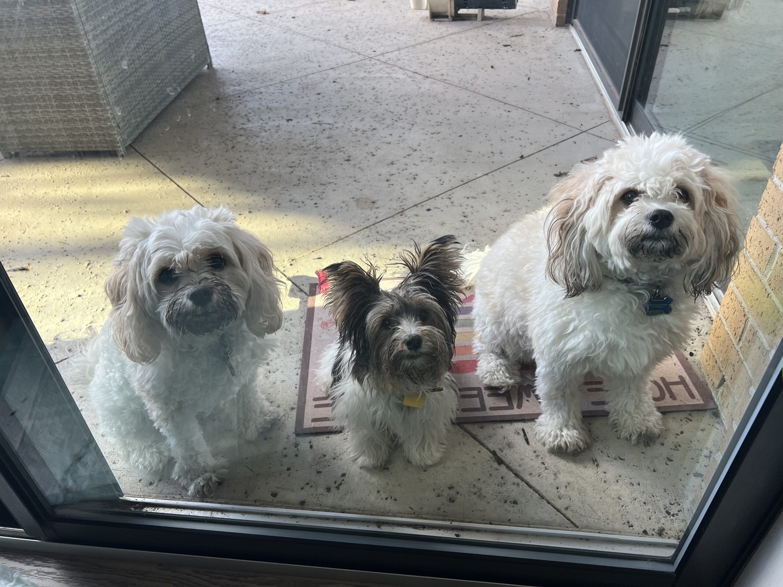 Digging dogs, you're lucky you're cute! - My OKC Metro Life